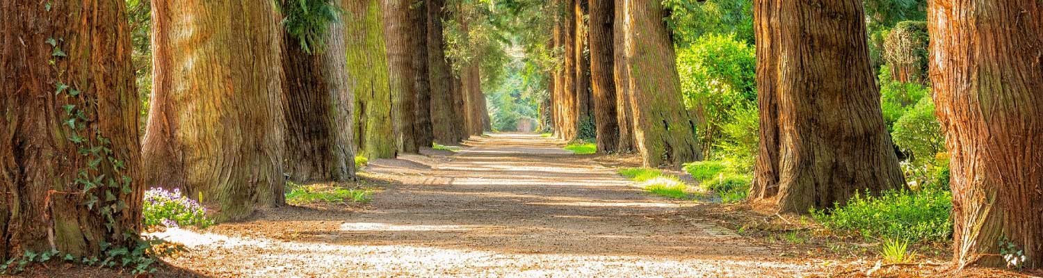 Buy Mapscape | Digital Mapping Arboricultural Software