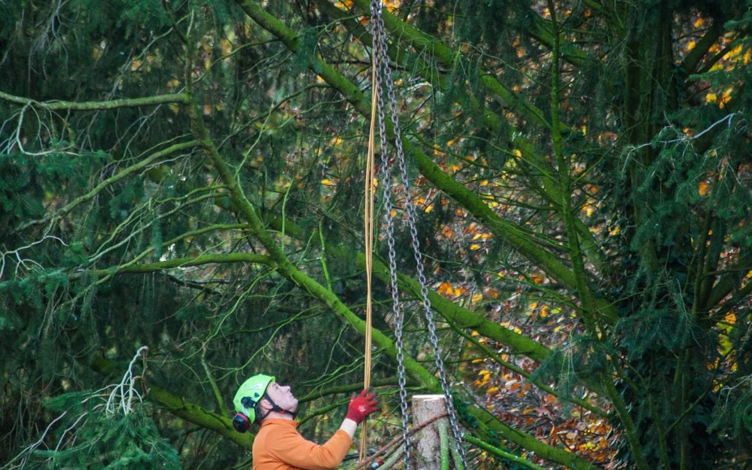 BS 5837 Tree Surveys - Mapscape