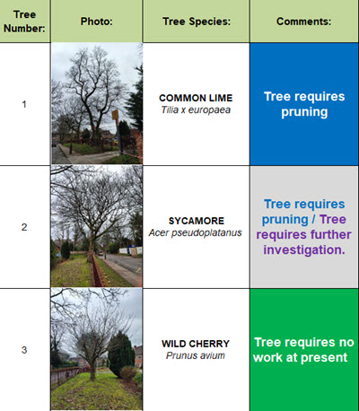 Tree Condition Assessments - Mapscape