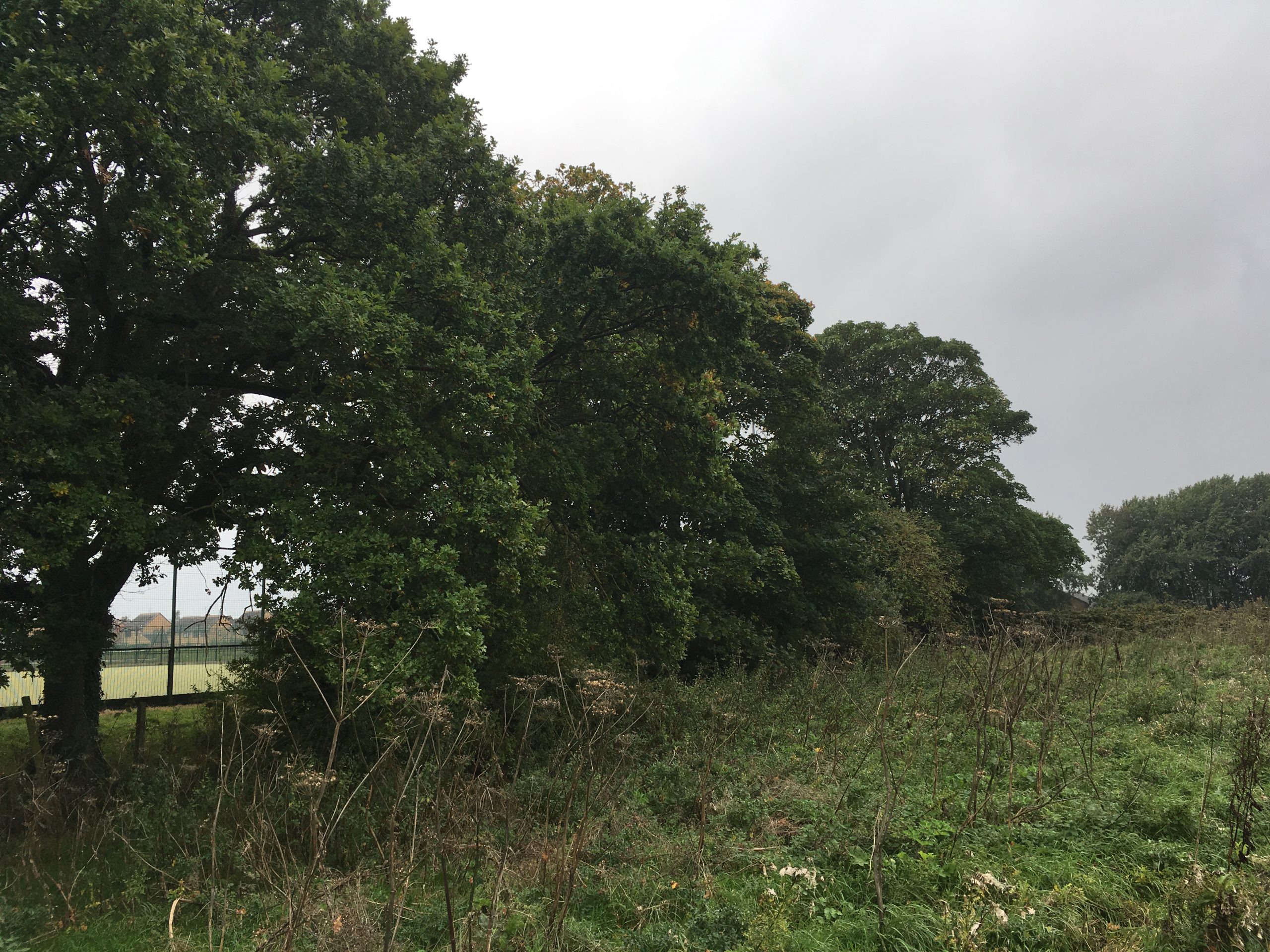 BS 5837 Tree Surveys - Mapscape